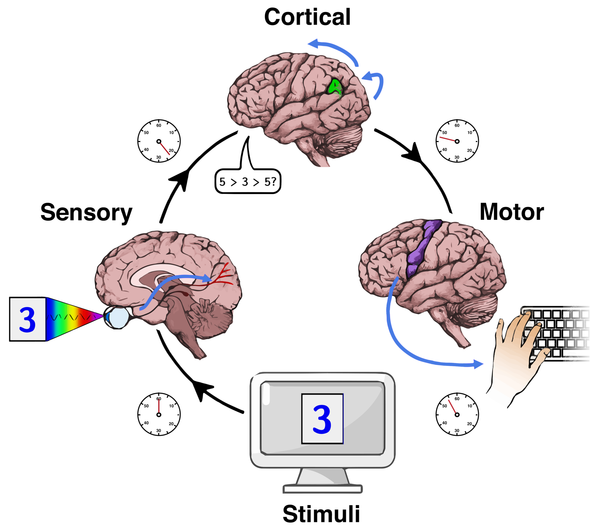 1.3 Research Methods in Psycholinguistics – Psychology of Language