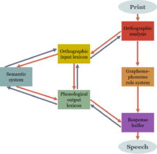8.1 Reading Models – Psychology of Language